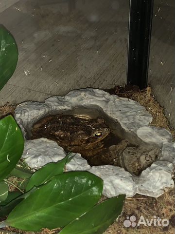 Жаба-ага (+ переноска по желанию)