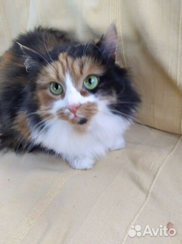 Котята Наземная Красота в дар в добрые руки