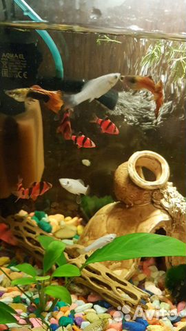 Моллинезии снежинки