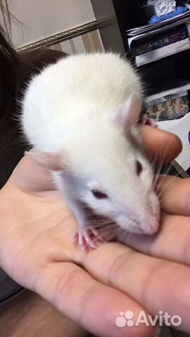 Крыса дамбо