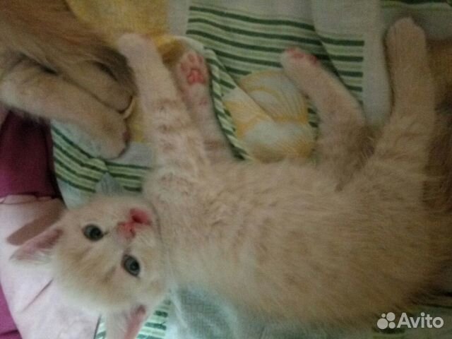 Котята шотландскии