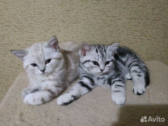 Британские малыши