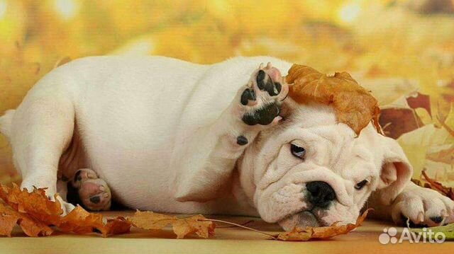 Мальчик Хьюго Босс