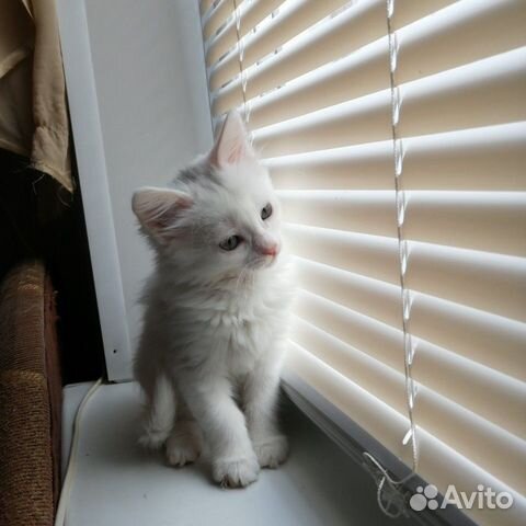 Дворянка