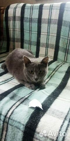 Клёвый котенок в дар. девочка