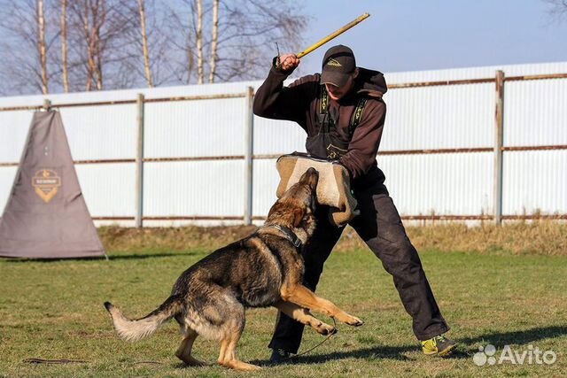 Рабочего происхождения зонарные щенки немцы, РКФ