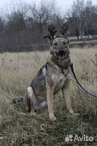 Очень добрый Смайлик ищет добрые руки