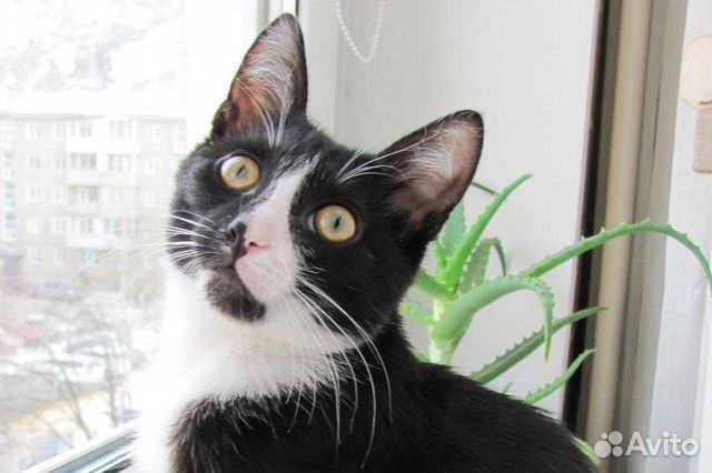 Симпатичный котик 4 мес