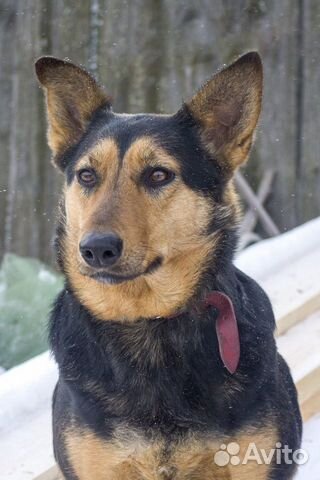 Статная красавица Манюня ищет дом