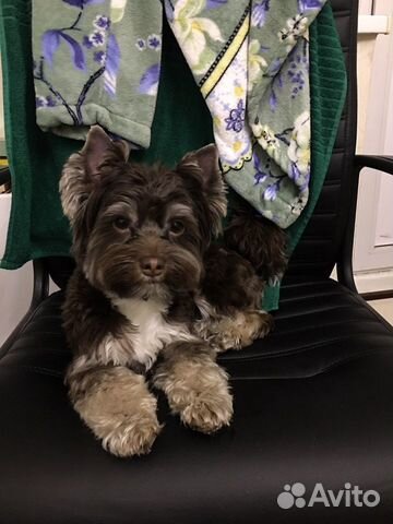 Вязка Йорк Кобель для вязки