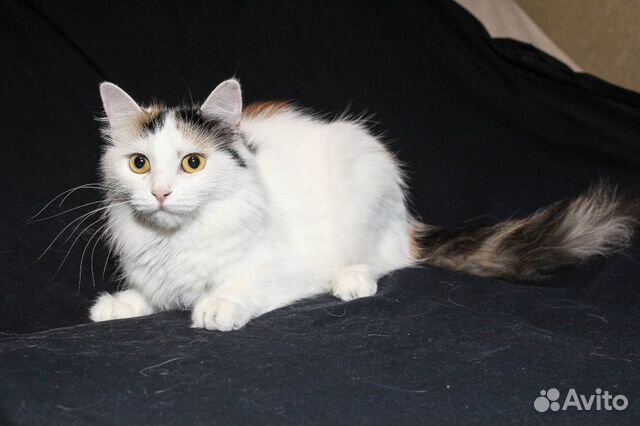 Кошка ищет Дом