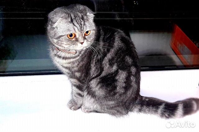 Шотландская