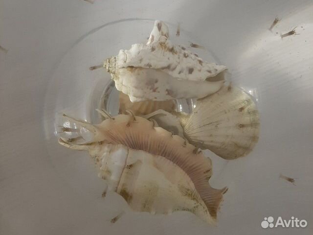 Маленьки рачки Мраморного рака