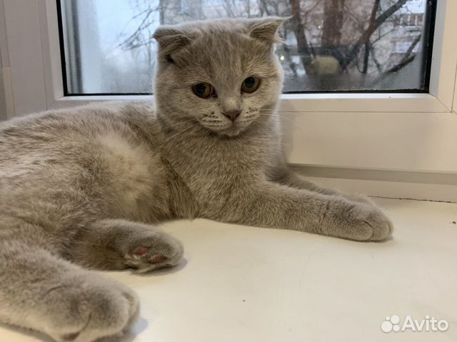 Отдам британскую вислоухую кошечку
