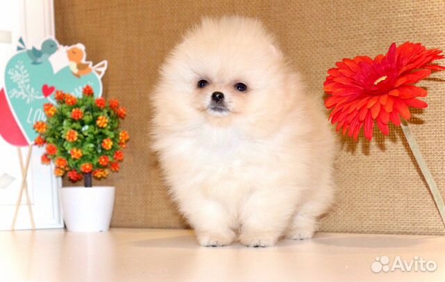 Pomeranian Девочка шпиц крем мишка мини