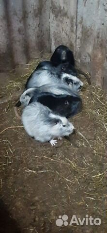 Нутри самцы