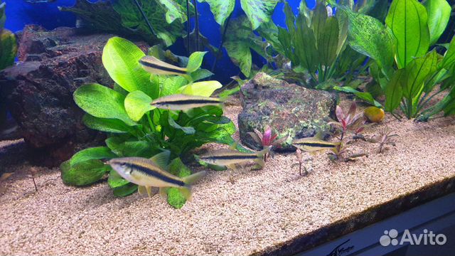 Водорослееды SAE