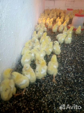 Цыпленок бройлера