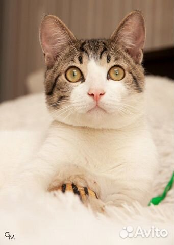 Ласковый мальчик Зефирка 6-7 мес ищет свой дом