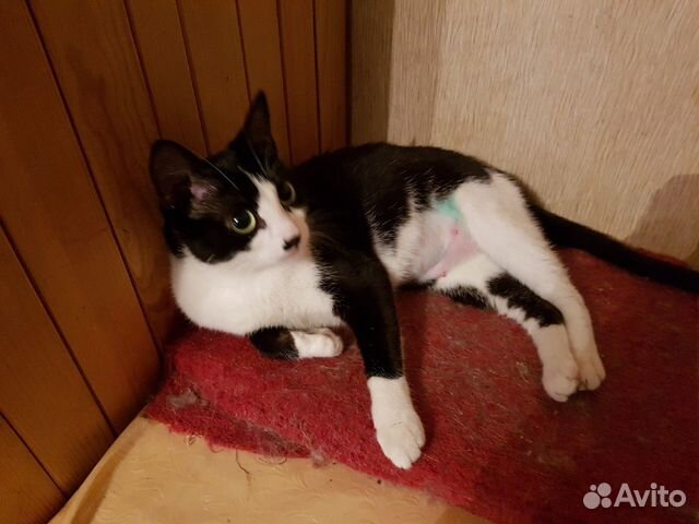 Прекрасная кошечка Груша - в поисках любящей семьи