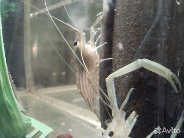 Пара креветок Macrobrachium gracilirostre