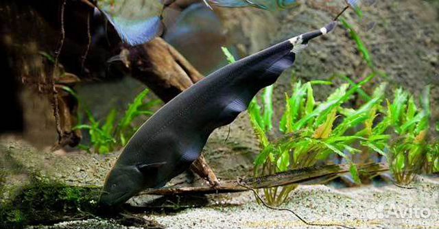 Рыба-нож аптеронотус белолобый