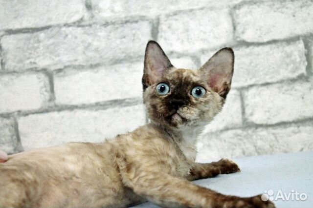 Девочка припевочка