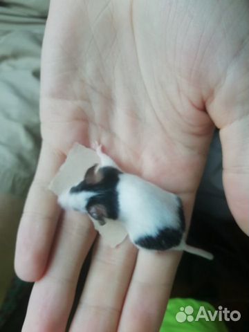 Отдам в добрые руки японскую мышь