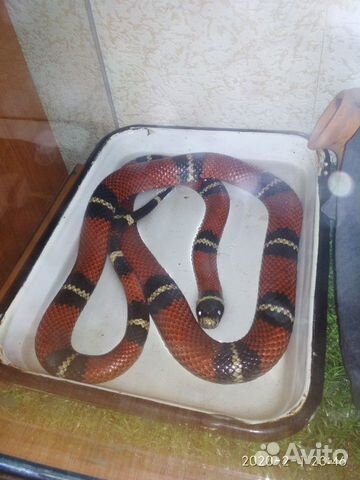 Молочная королевская змея