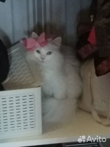 Отдадим кошку