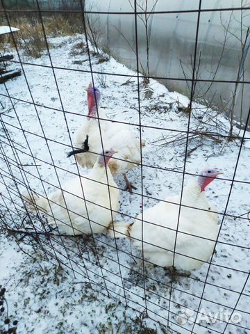 Семья индюков