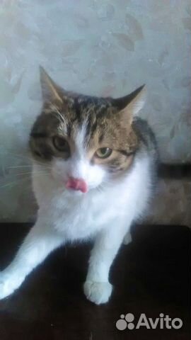 Котик - красавчик (кот, коты, кошки)