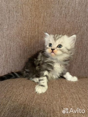 Шотландский прямоухий малыш