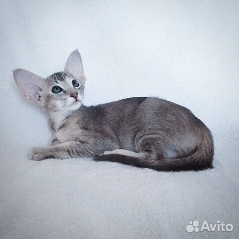Ориентальные котята голубые черепахи