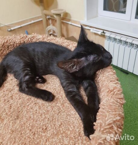 Чаузи ф1 котята
