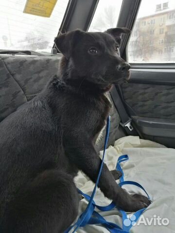 Багира собачка щенок В добрые руки