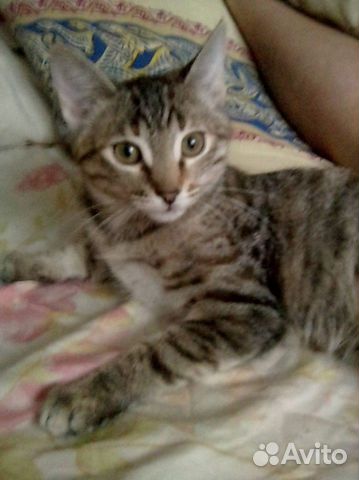 Девочка тигренок