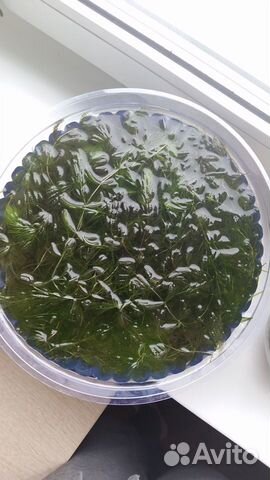 Роголистник, наяс