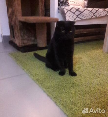 Кошка Ори ищет дом