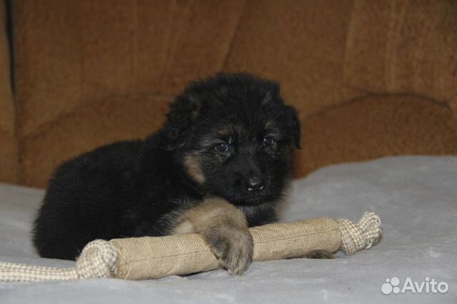 Детишки рожденные в рождественскую ночь