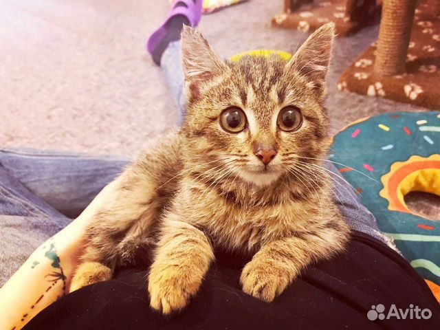 Малышка по имени Крис ищет дом