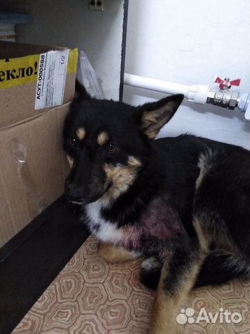 Злата сбитая девочка ищет дом