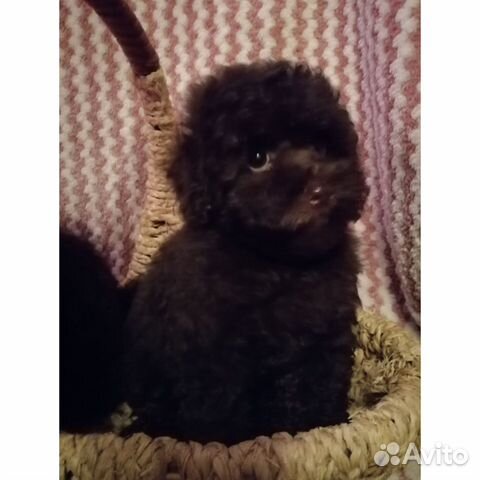 Супер той девочка пудель шоколадного окраса