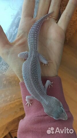 Пятнистый эублефар