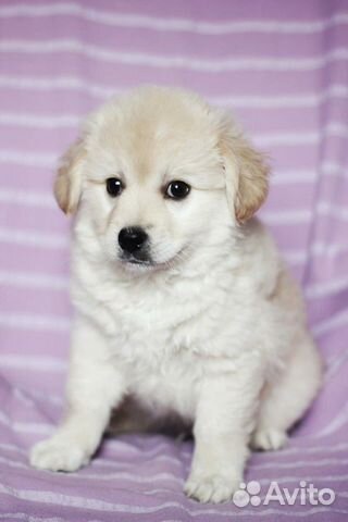 Метисы болонки щенки