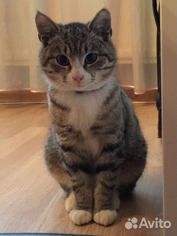 Котёнок. Ищу хорошие руки