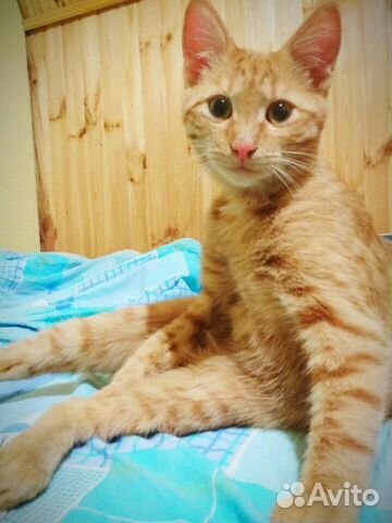 Рыжий котенок ищет дом