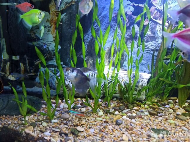 Аквариумные растения