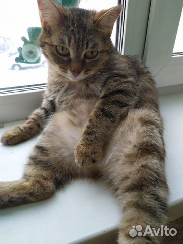 Кошка 1 год