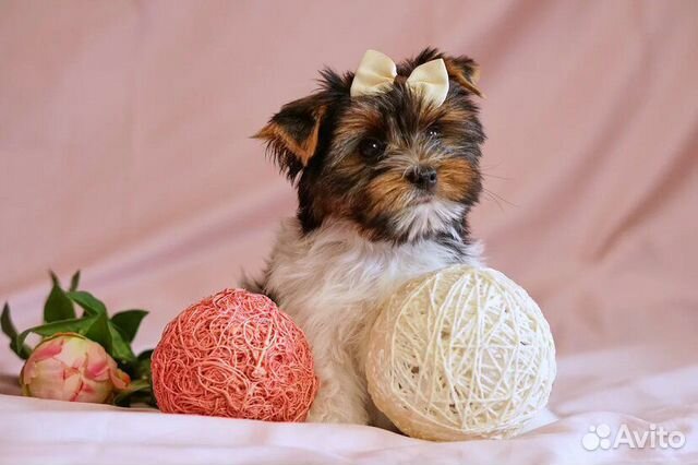 Бивер щенки